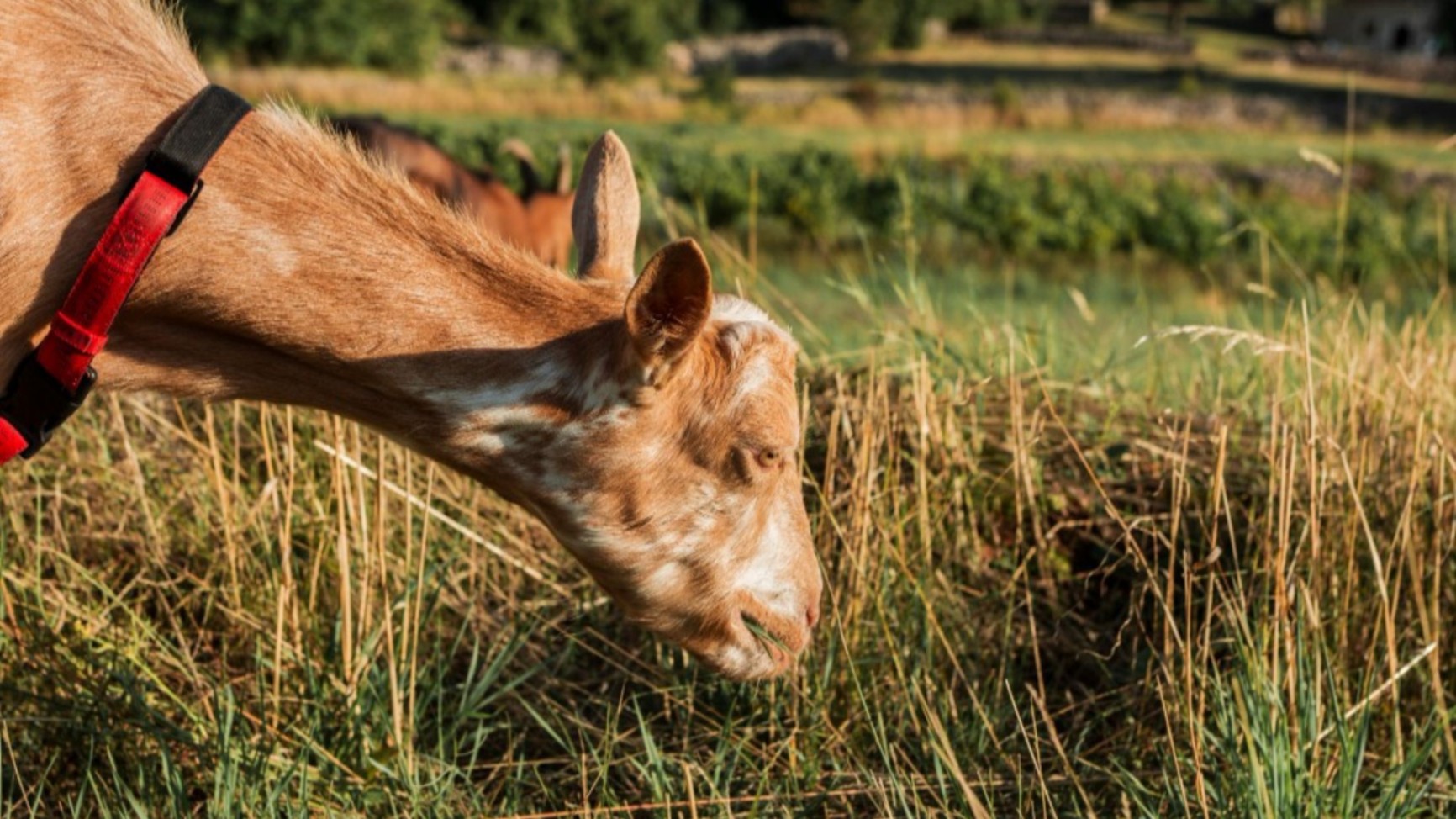 Ciri-ciri Hewan Kurban yang Sakit dan Tips Memilih Hewan Sehat | Narasi TV