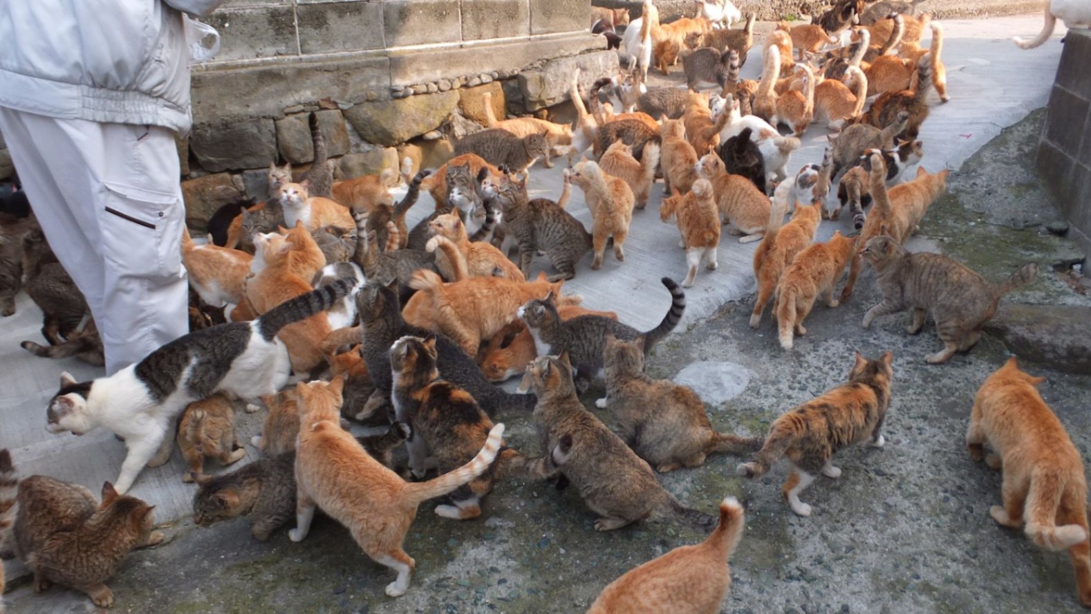 6 Pulau Kucing Terkenal di Dunia, Surga bagi Pencinta Anabul | Narasi TV