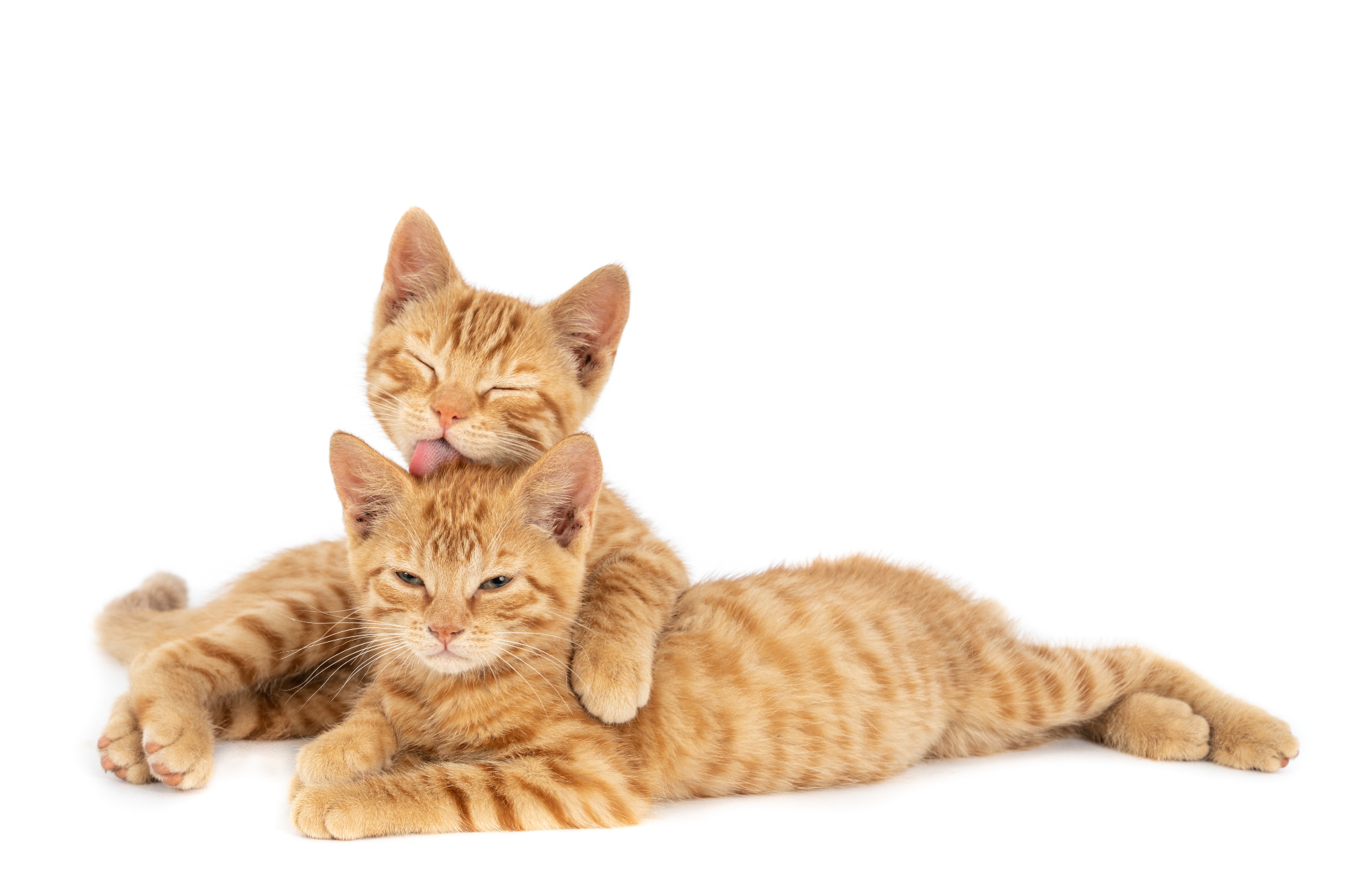 Kenali Ciri-Ciri Kucing Mau Mati: Mulai dari Perubahan Fisik Sampai ...